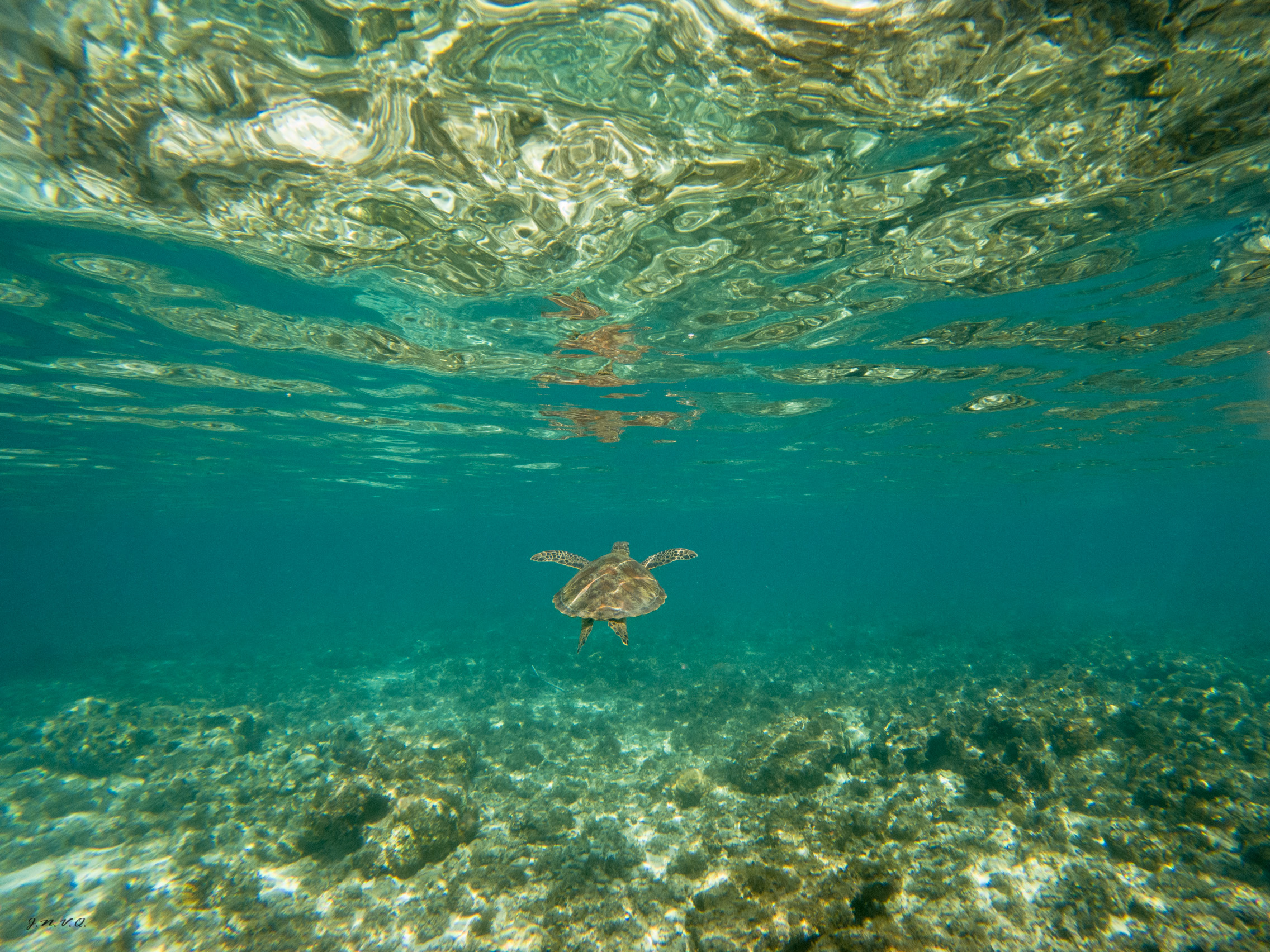 Napaling reef – Don Normantico