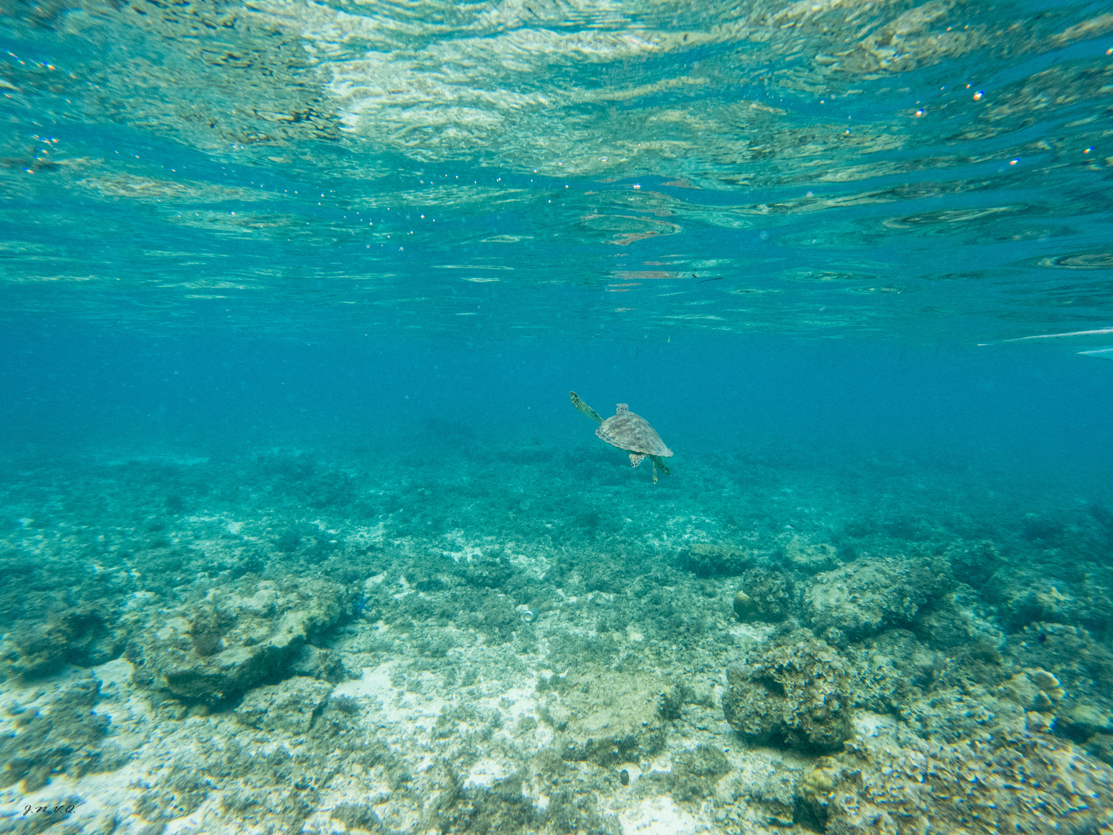 Napaling reef – Don Normantico