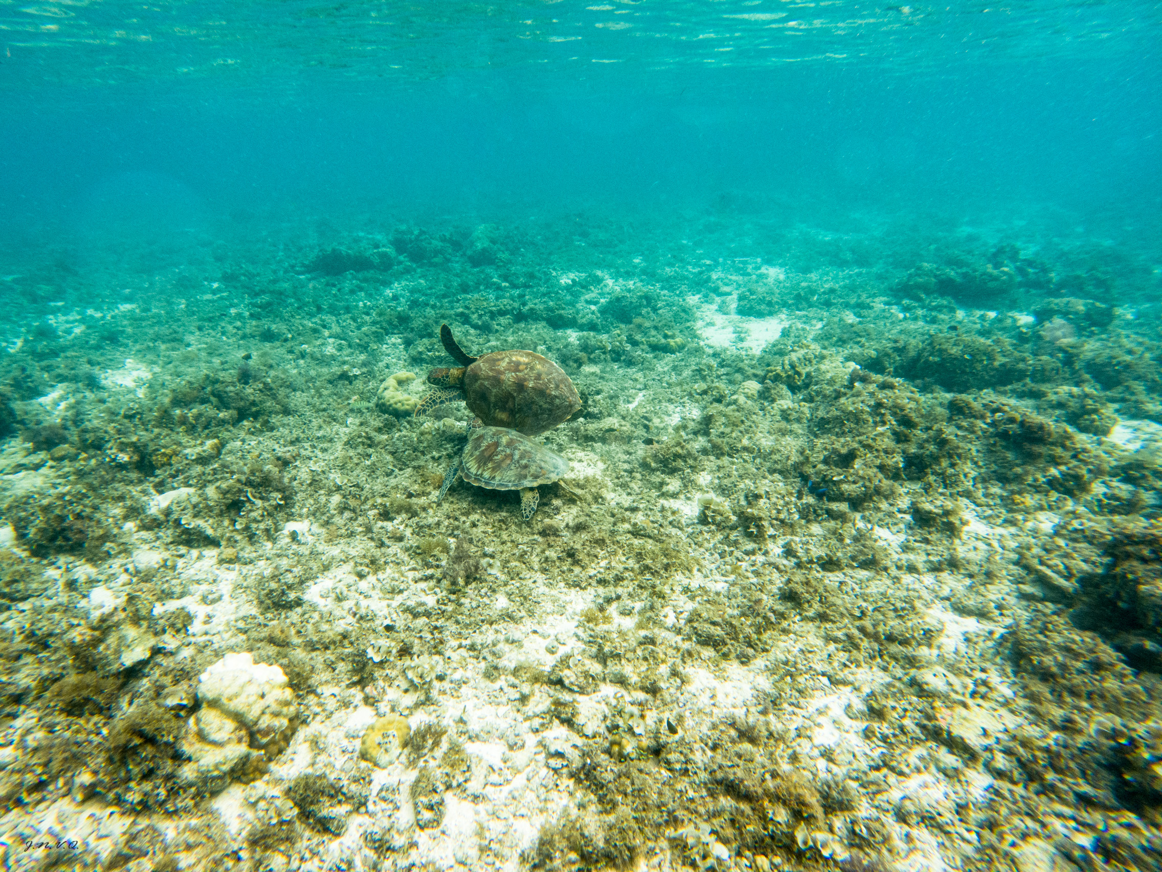 Napaling reef – Don Normantico